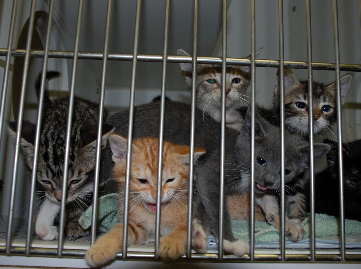 Kittens of all colors adoptable at shelter