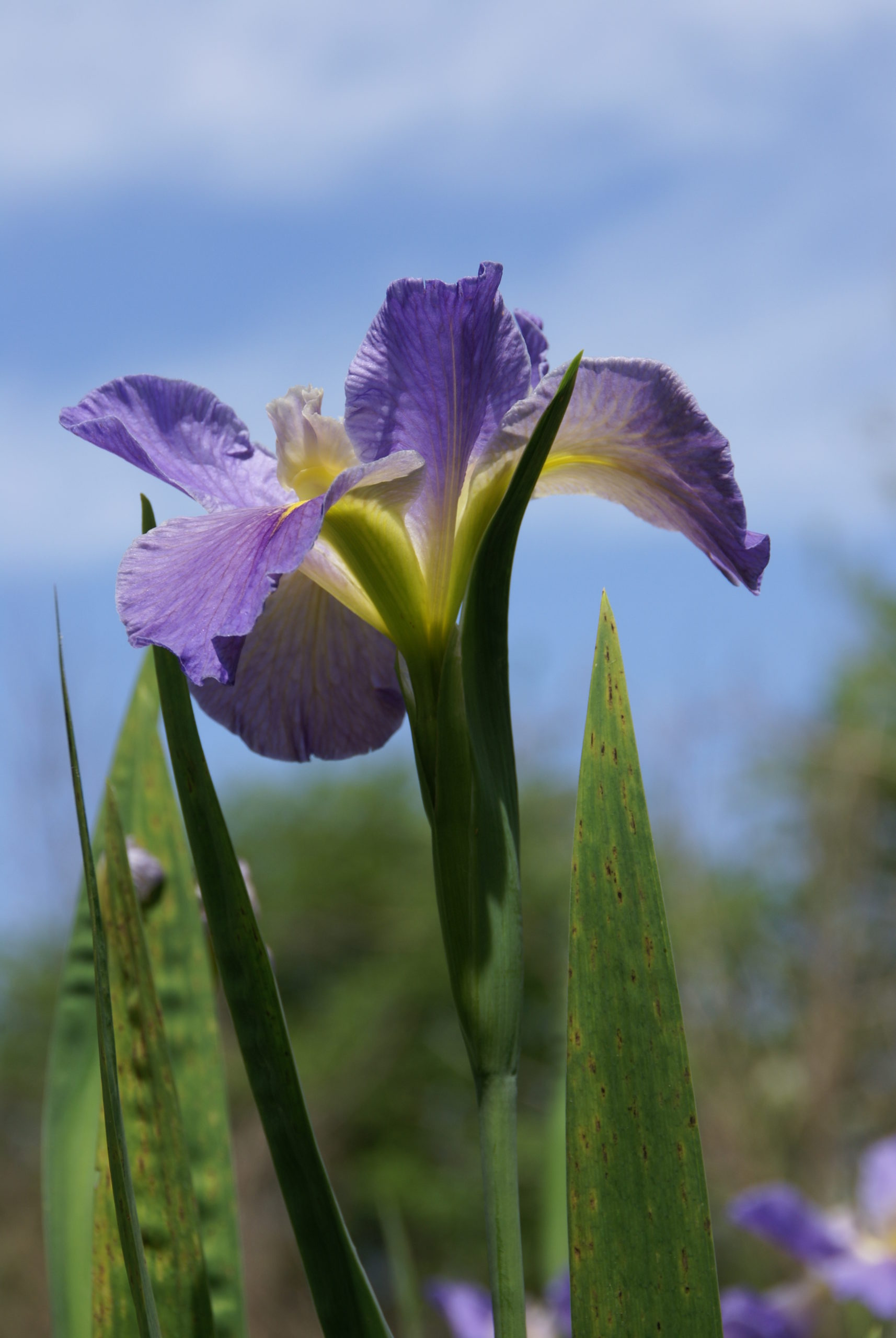 Native irises carry Louisiana name worldwide