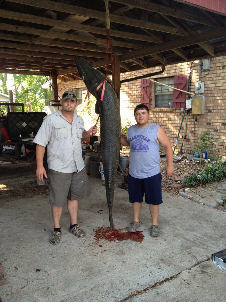 Monster garfish killed with bow in Bayou Gauche