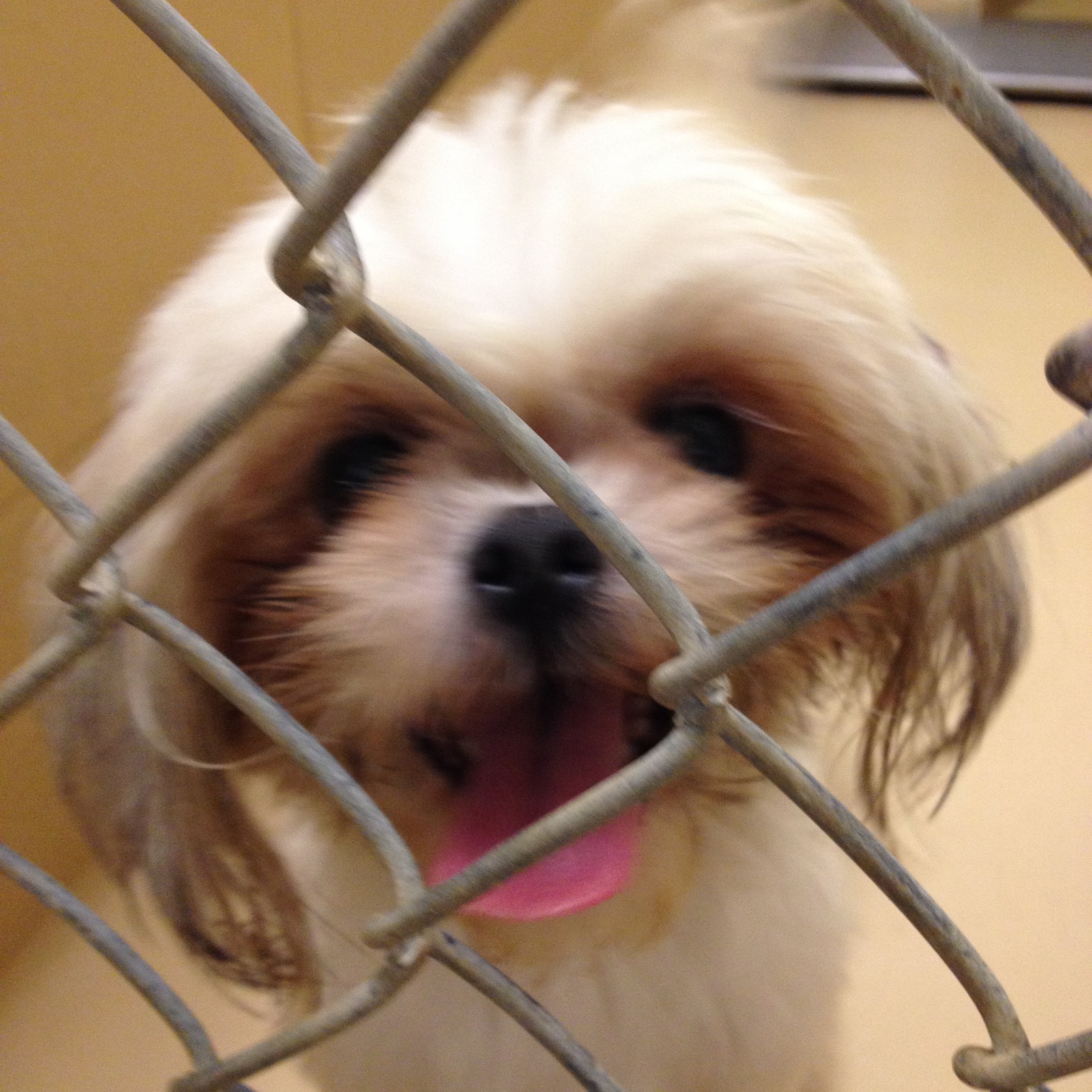 St Charles Parish News This Week s Humane Society Showcase Adoption St Charles Parish News This Week s Humane Society Showcase Adoption