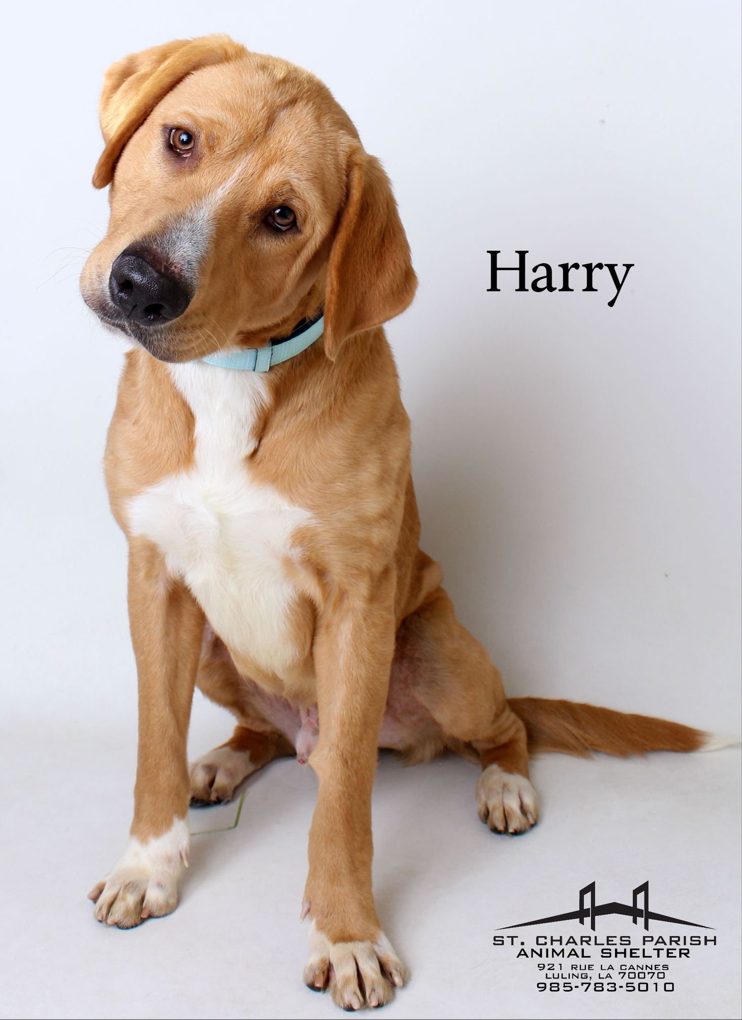 Humane Society Pet of the Week: Harry