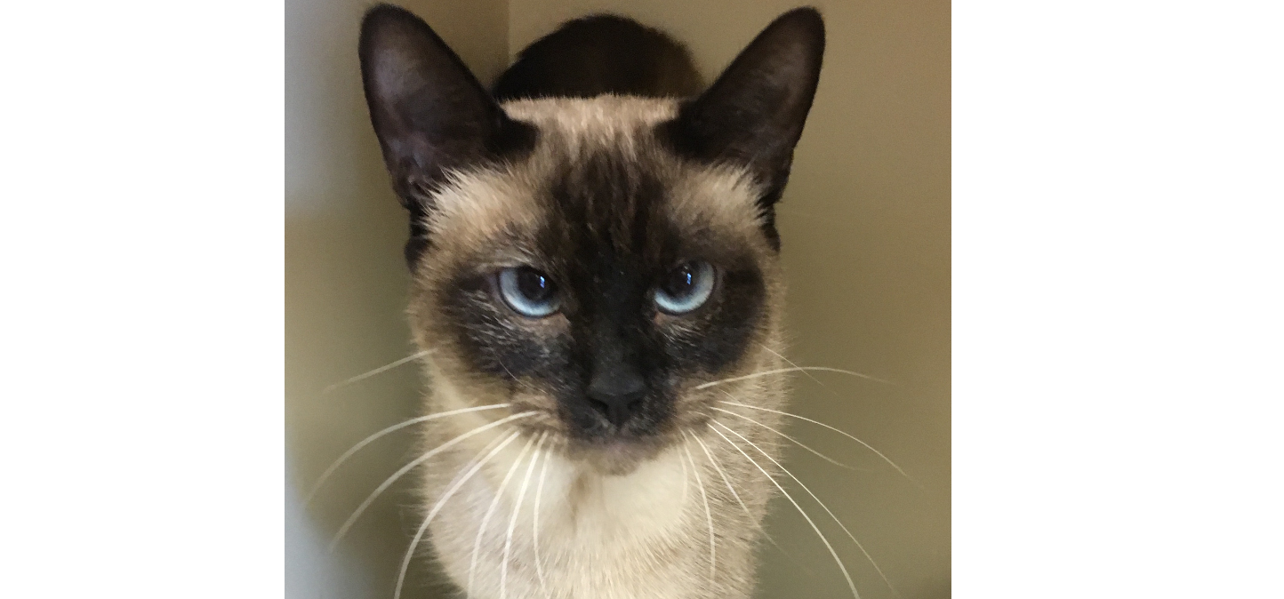 St. Charles Parish: Humane Society Pet of the Week: Harry