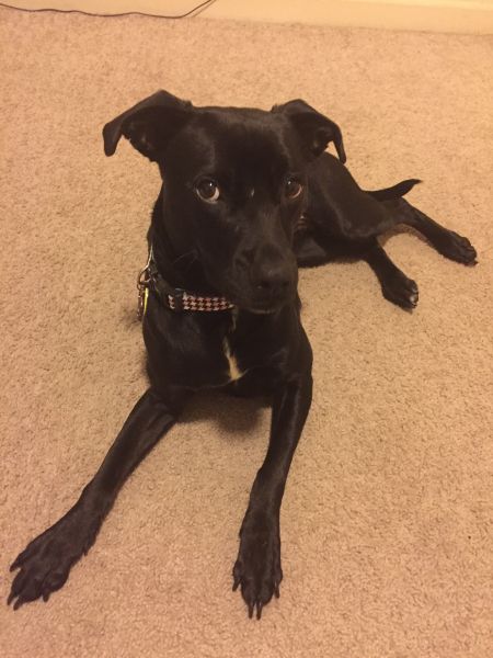 Baby Black Lab Mix
