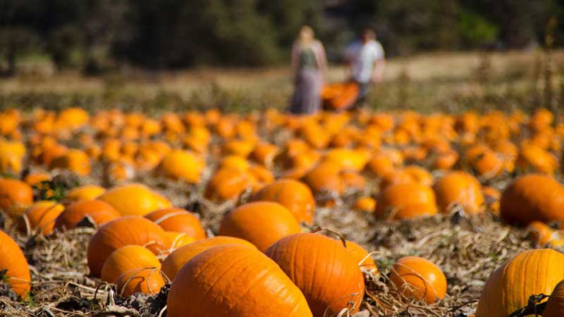 Pumpkin Church - St. Charles Herald Guide