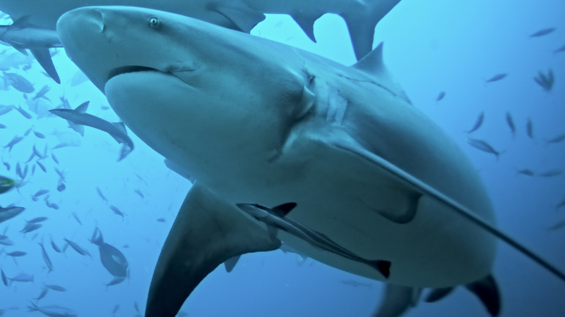 50-pound shark caught in Des Allemands - St. Charles Herald Guide