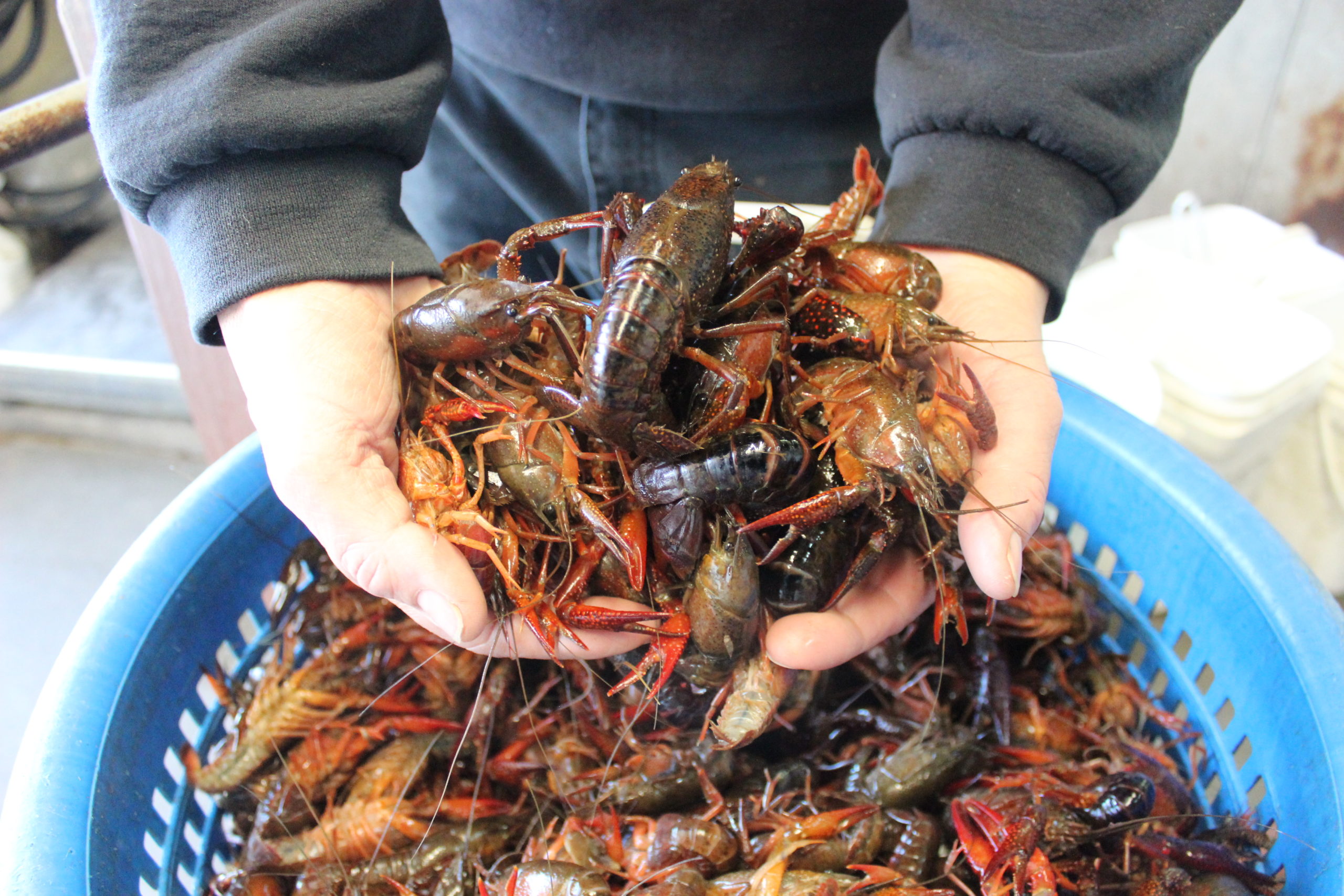 Live Crawfish In Water
