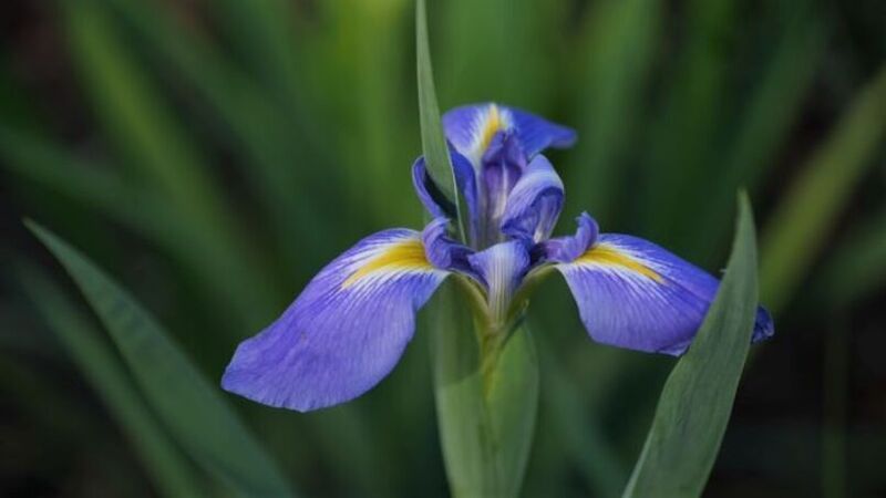 Louisiana irises put on a show around the parish in April - St. Charles ...