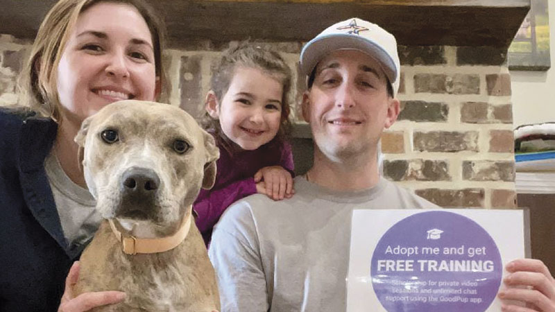 Shelter has more than 40 dogs available for adoption